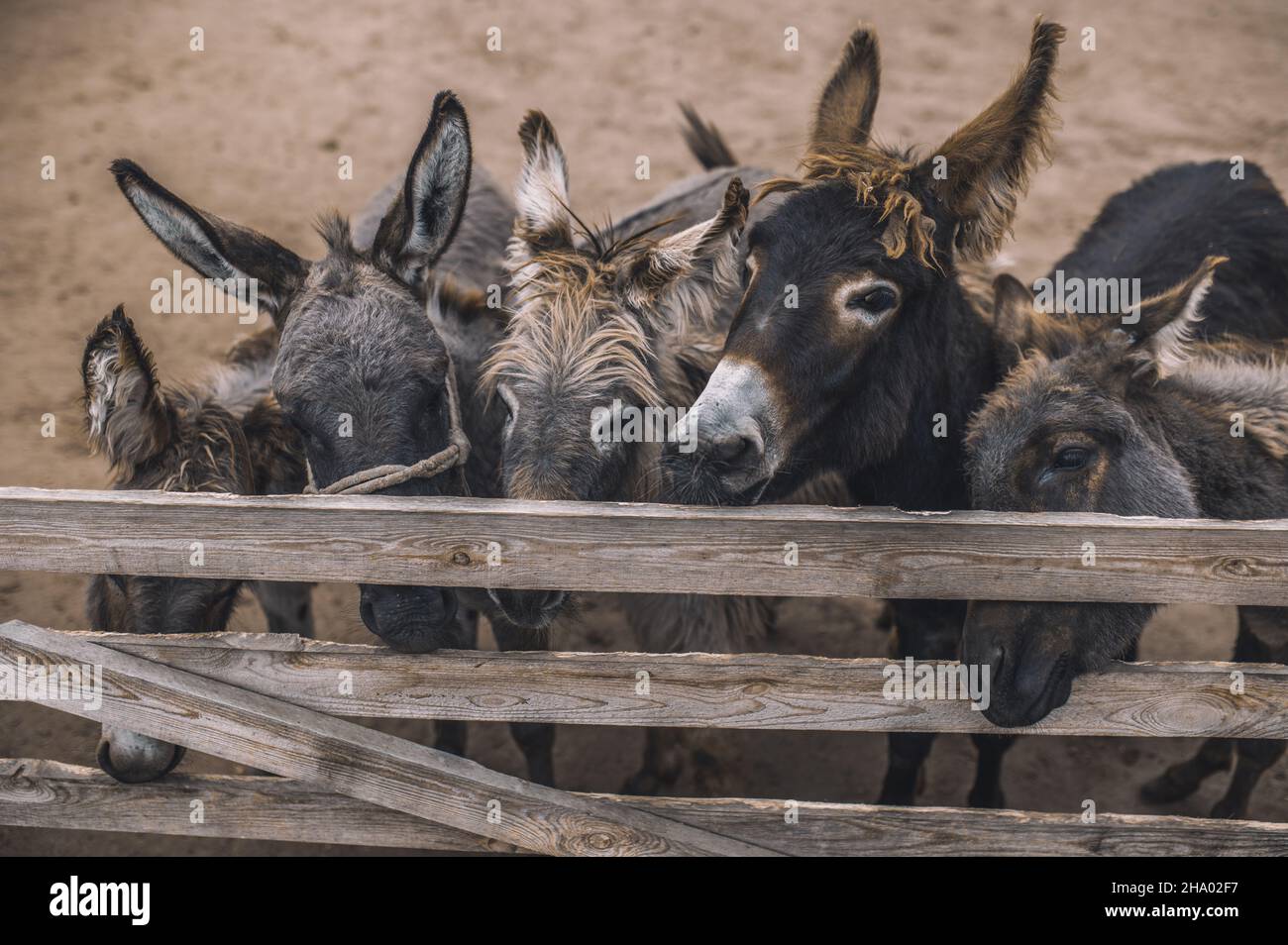 Flock of donkeys in the stall at the organic farm Stock Photo - Alamy