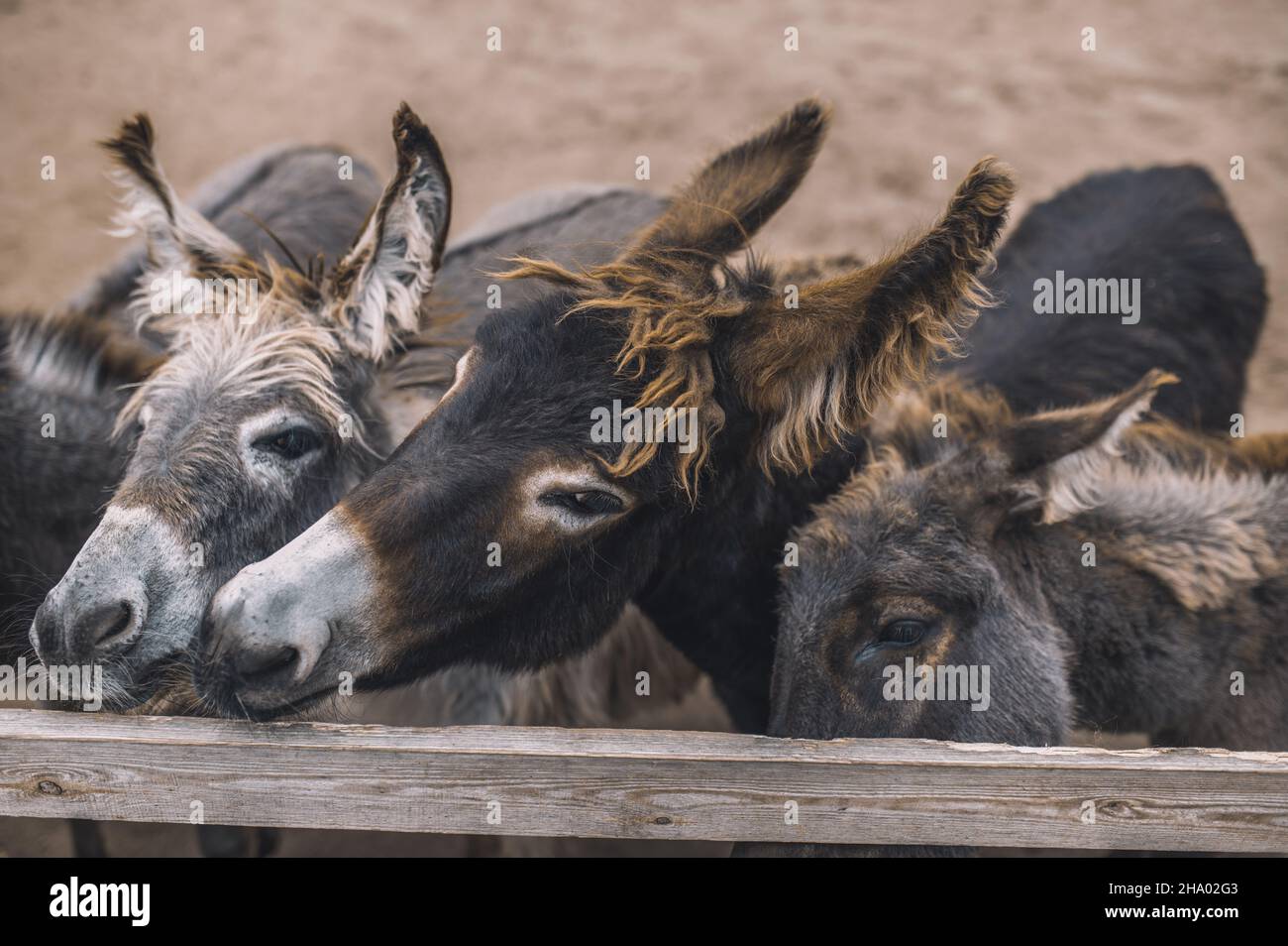 Flock of donkeys in the stall at the organic farm Stock Photo - Alamy
