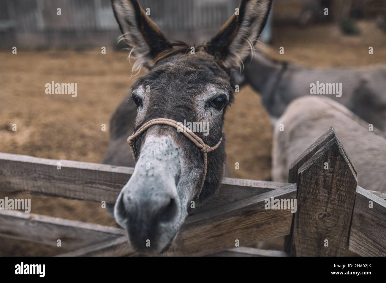Close up mule muzzle hi-res stock photography and images - Alamy