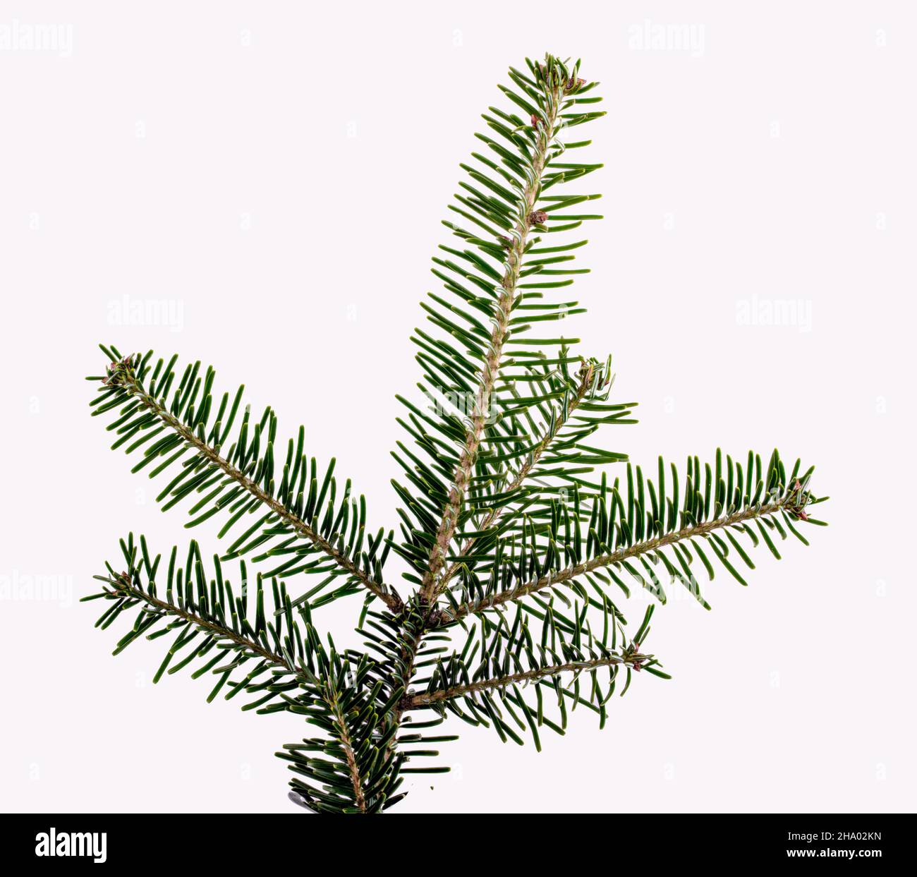 Christmas tree on white background. Clipping path Stock Photo - Alamy