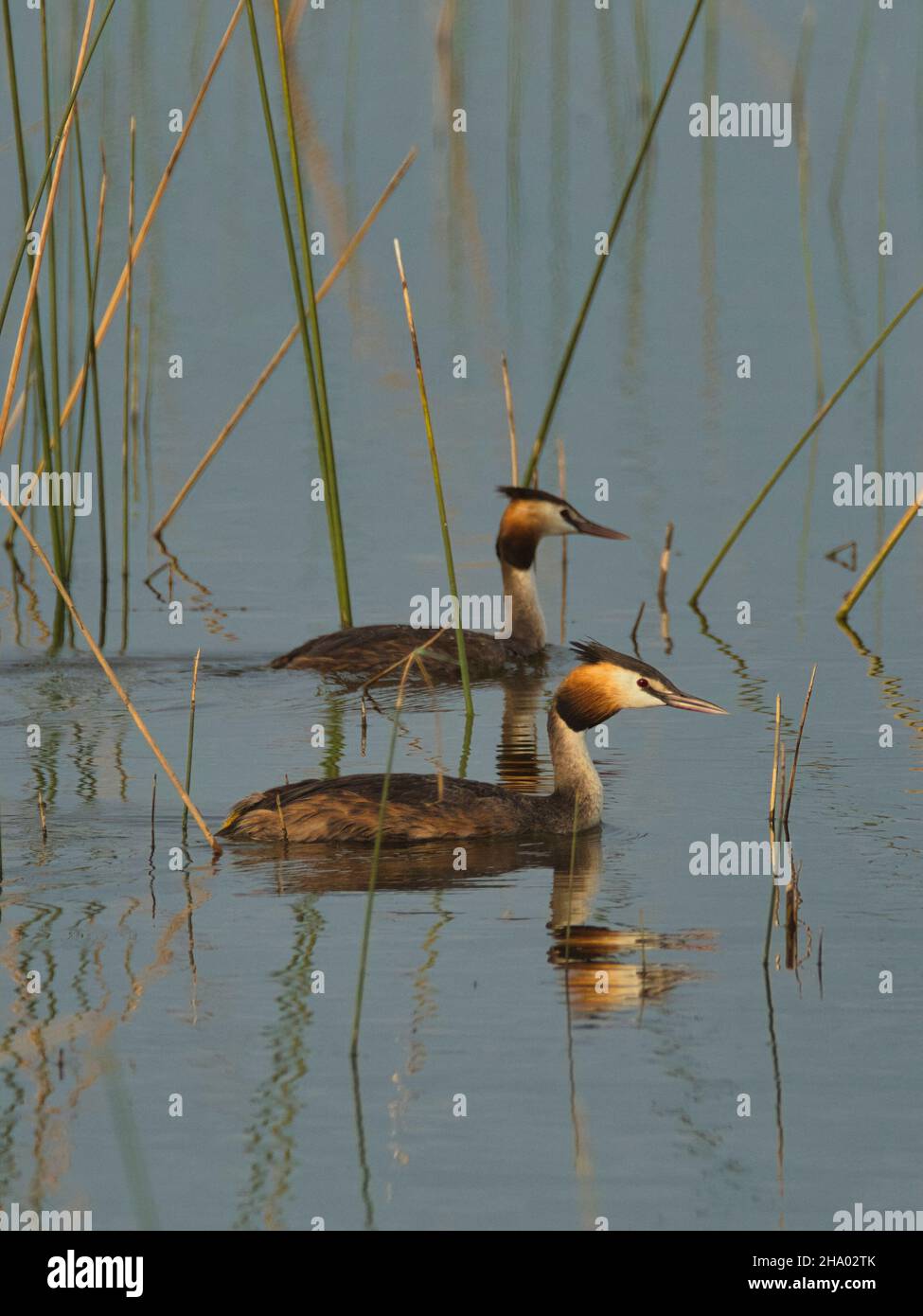 A pair of Great Crested Grebe (Podiceps cristatus) foraging at a ...