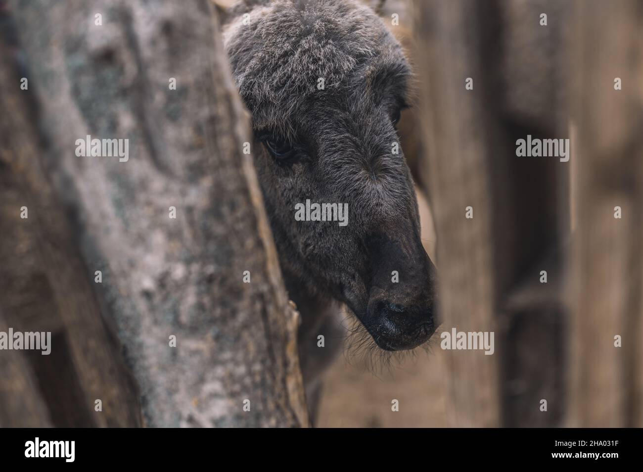 Serious sheep hi-res stock photography and images - Alamy