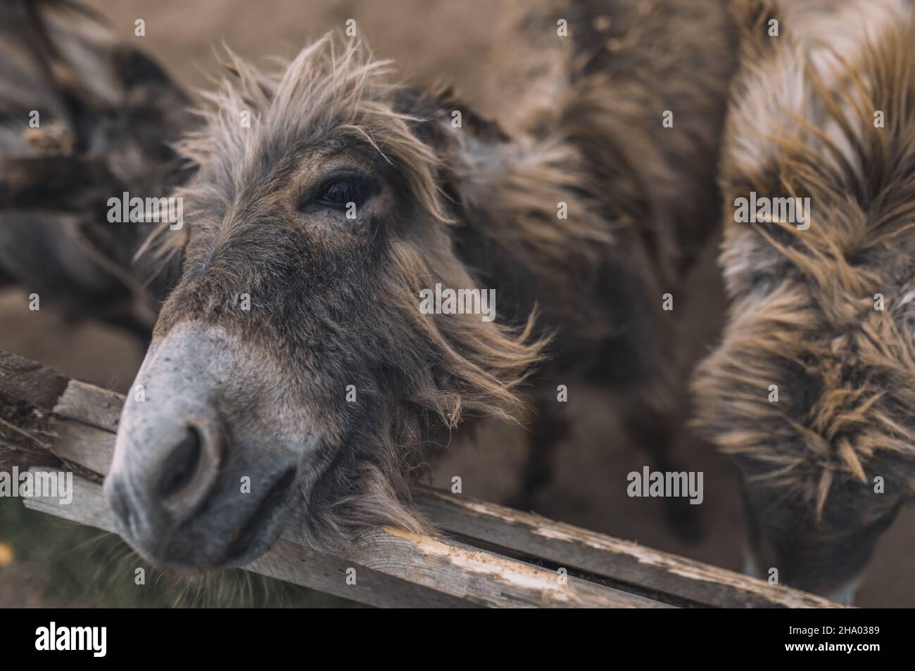 Animals out hi-res stock photography and images - Alamy