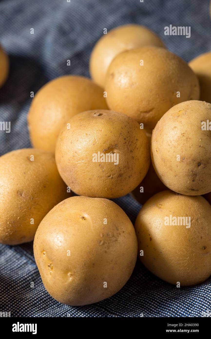 Raw Yellow Organic Baby Potatoes in a Bunch Stock Photo - Alamy