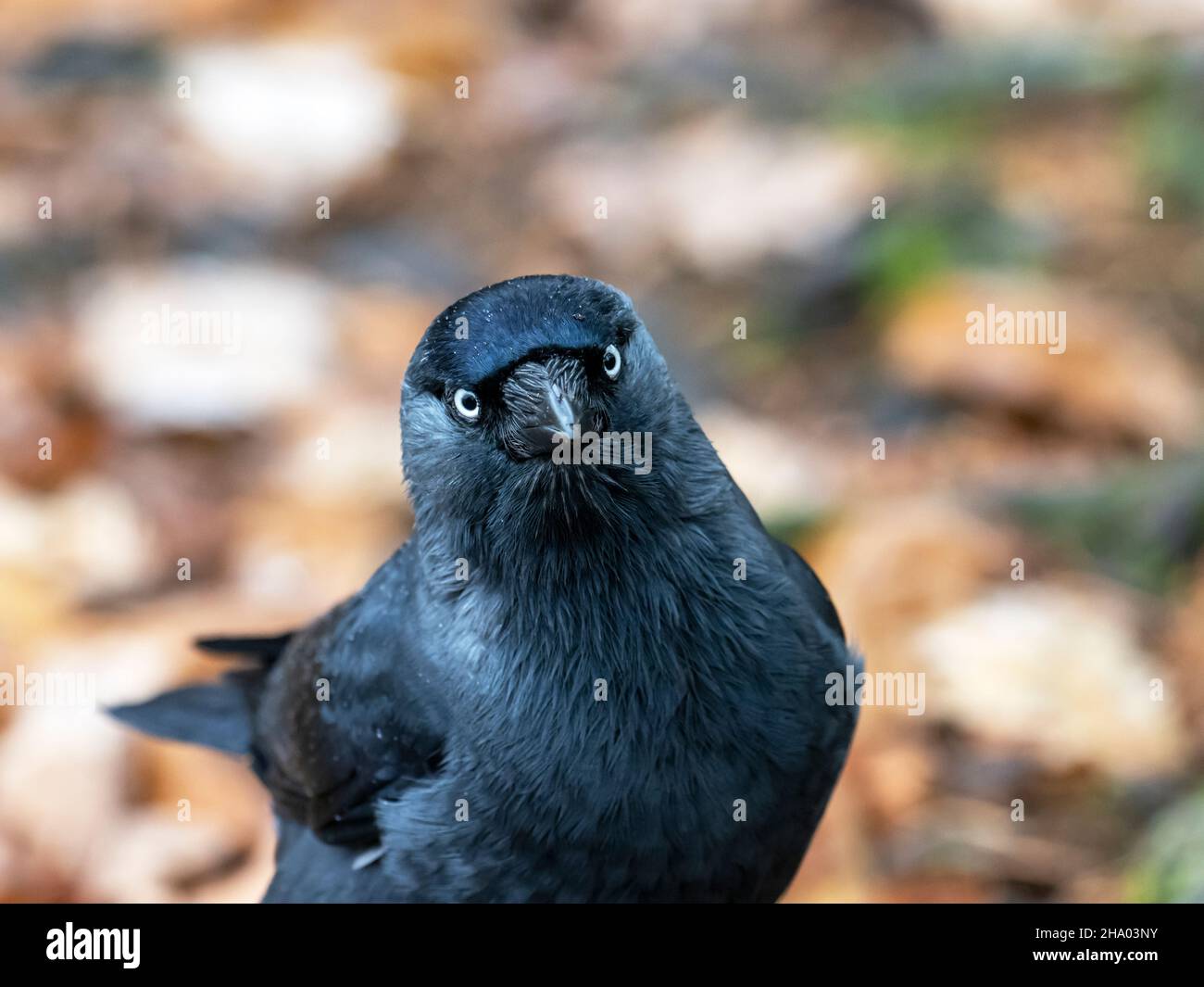 A Western Jackdaw, Coloeus monedula in Ambleside, Lake District, UK ...