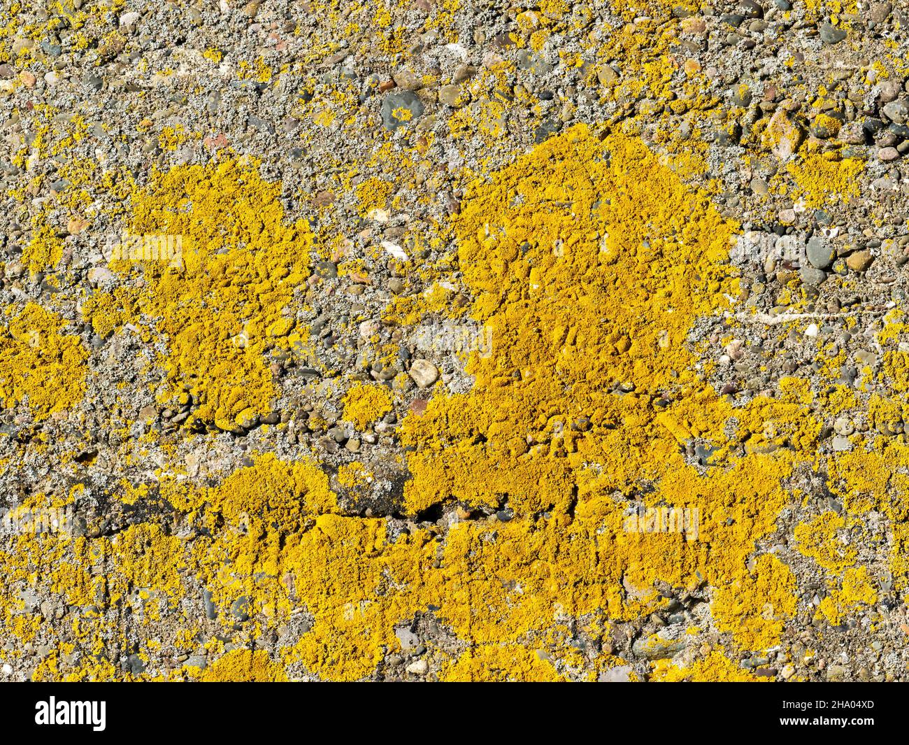 Yellow lichen growing on concrete on Walney Island, Cumbria, UK Stock ...