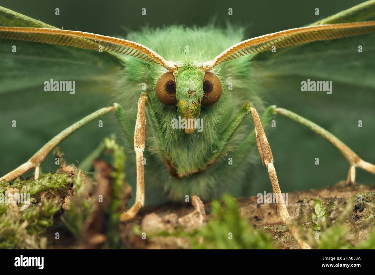 Large Moths High Resolution Stock Photography and Images - Alamy