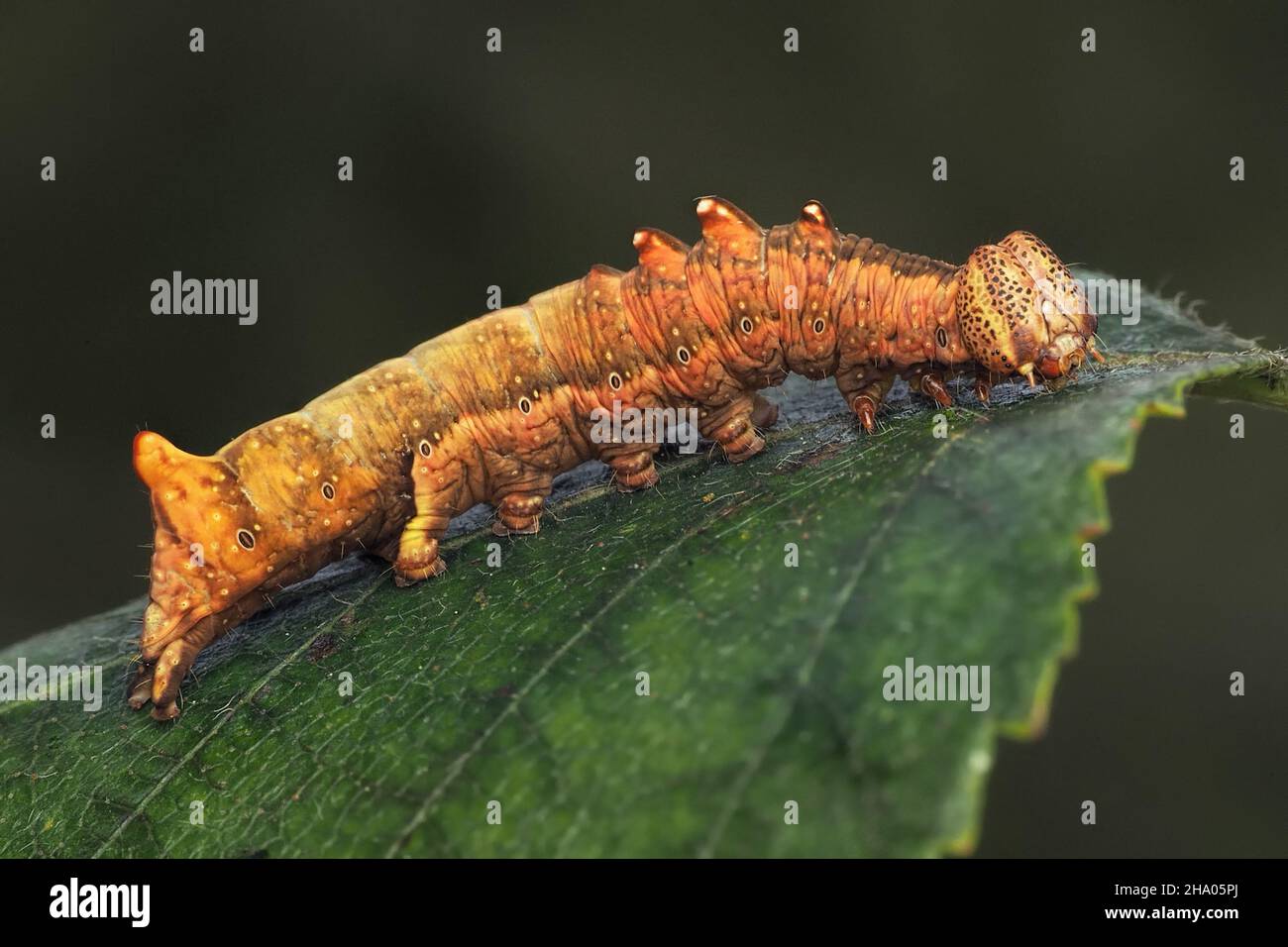 Iron Prominent moth caterpillar (Notodonta dromedarius) resting on leaf ...