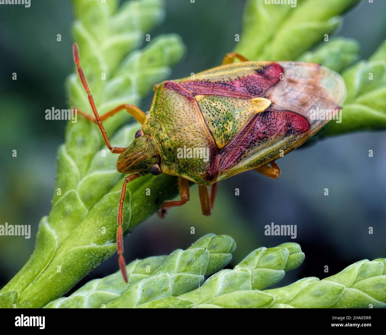 Juniper Shieldbug (Cyphostethus tristriatus) resting on cypress leaves ...