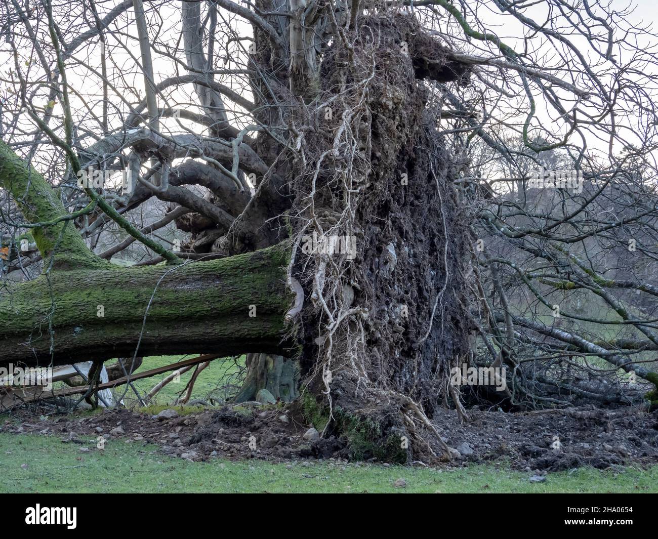 Trees in Ambleside blown over by Storm Arwen, an extrmely powerful ...
