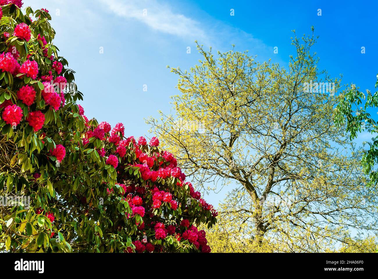 Stourhead Gardens in the Spring Stock Photo - Alamy