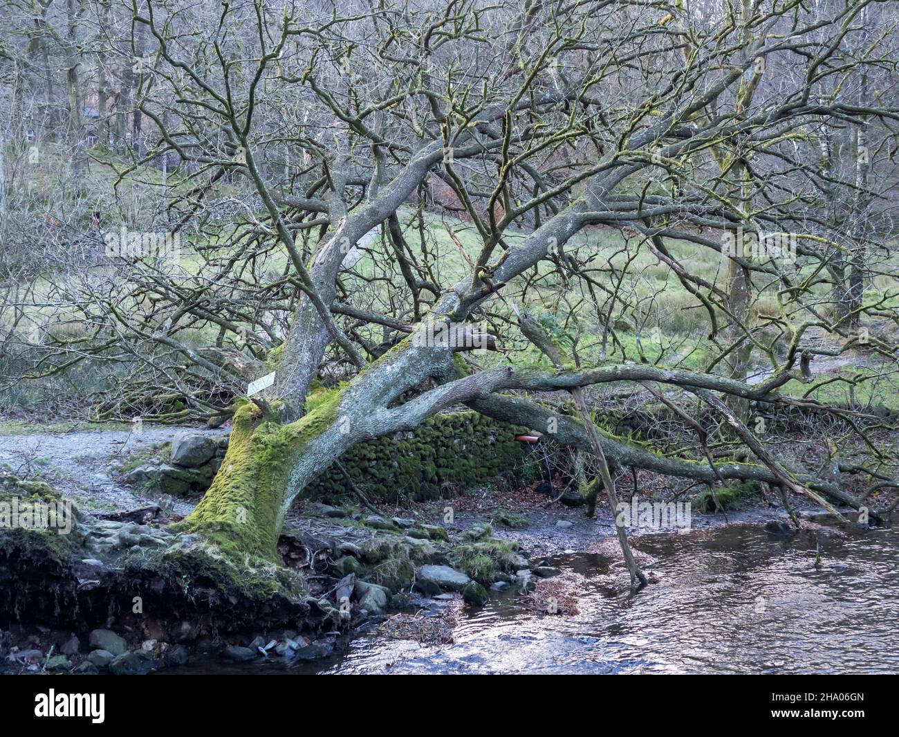 Trees in Ambleside blown over by Storm Arwen, an extrmely powerful ...