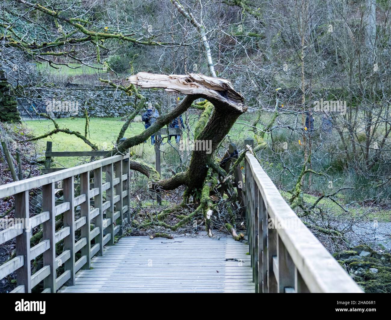 A branch snapped off a tree on a bridge across the River Rothay in ...