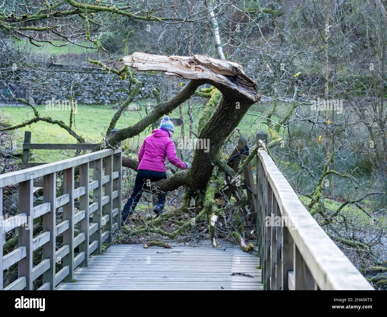 A branch snapped off a tree on a bridge across the River Rothay in ...