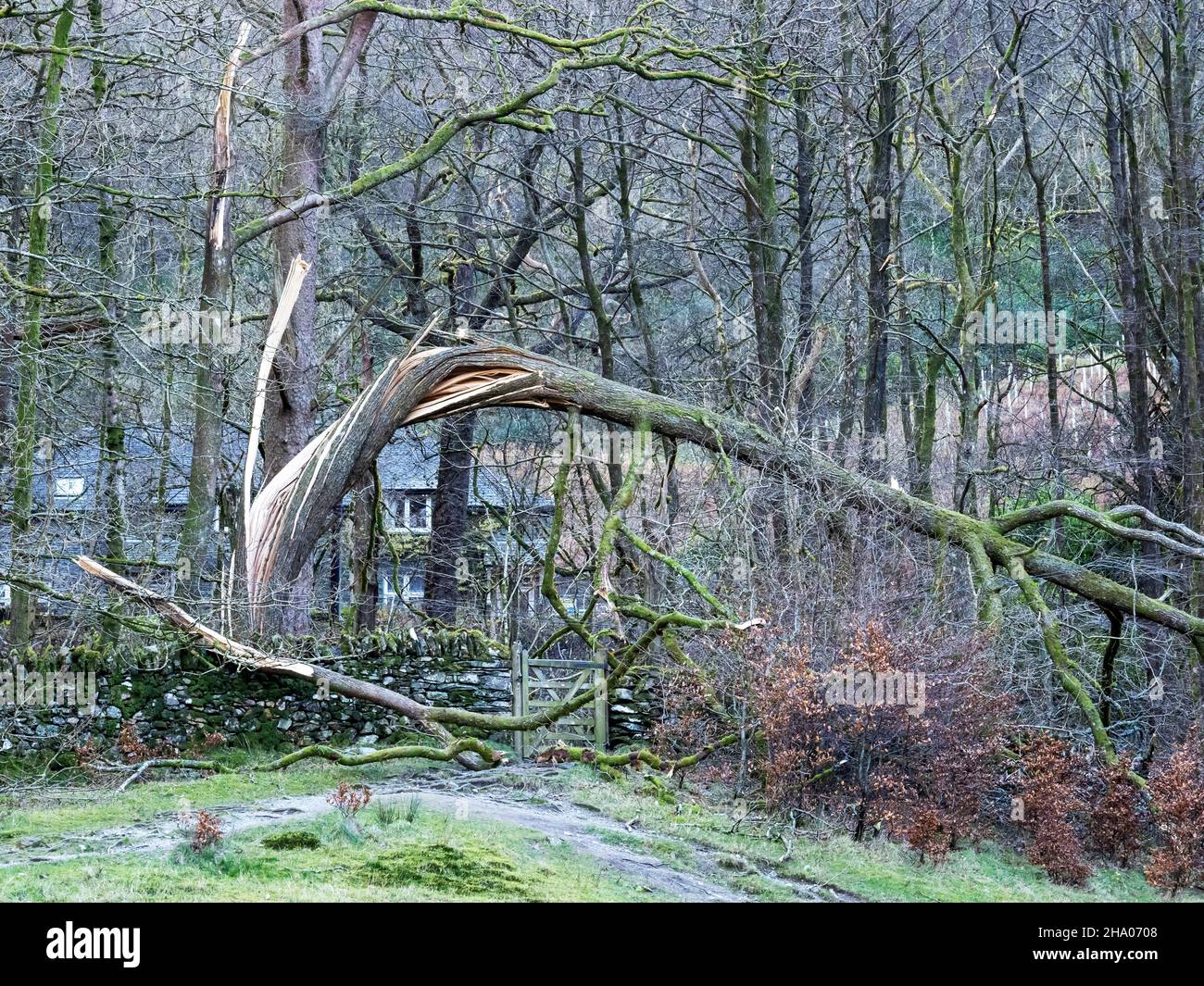 A tree in Rydal near Ambleside snapped and twisted by Storm Arwen, an ...
