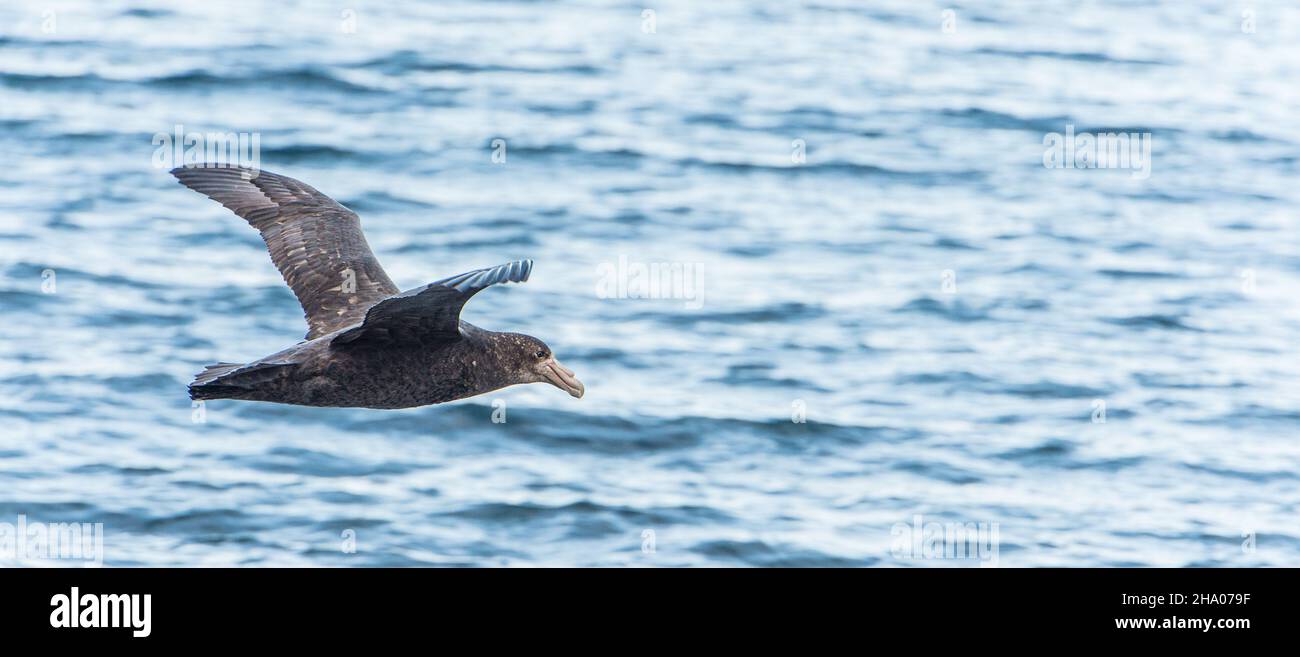 Giant Southern Petrel in flight over the Southern Ocean Stock Photo - Alamy