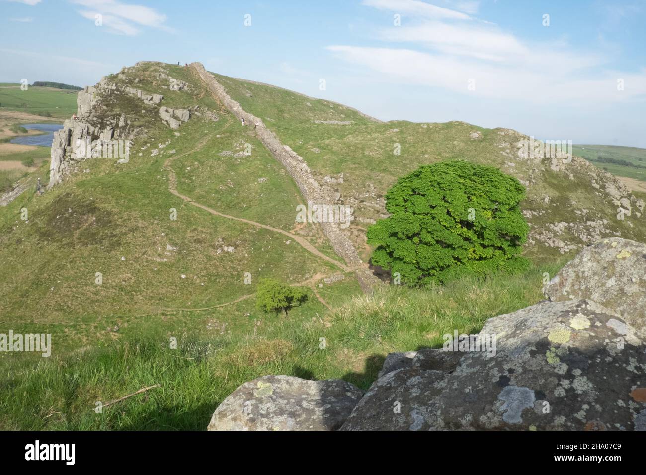 Hadrians Wall,The Sycamore Gap Tree or Robin Hood Tree is a sycamore ...