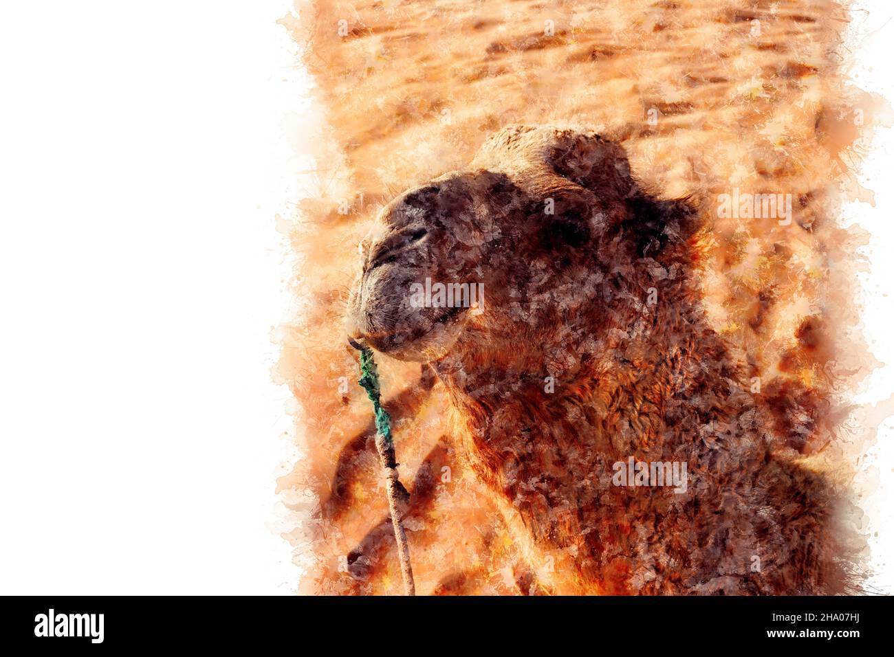Watercolor drawing. Dromedary Camel sits on the sand in the Sahara ...