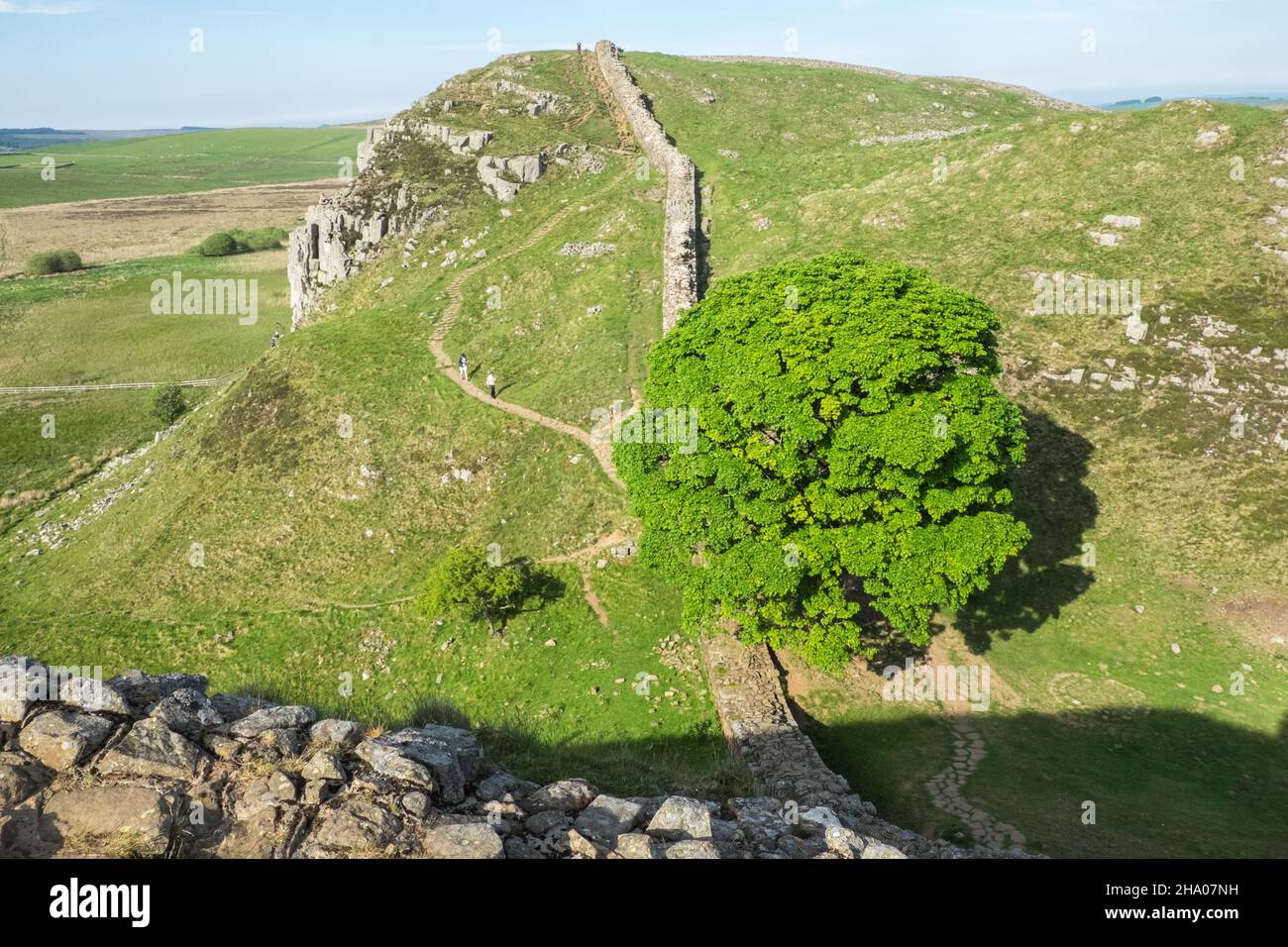 Hadrians Wall,The Sycamore Gap Tree or Robin Hood Tree is a sycamore ...