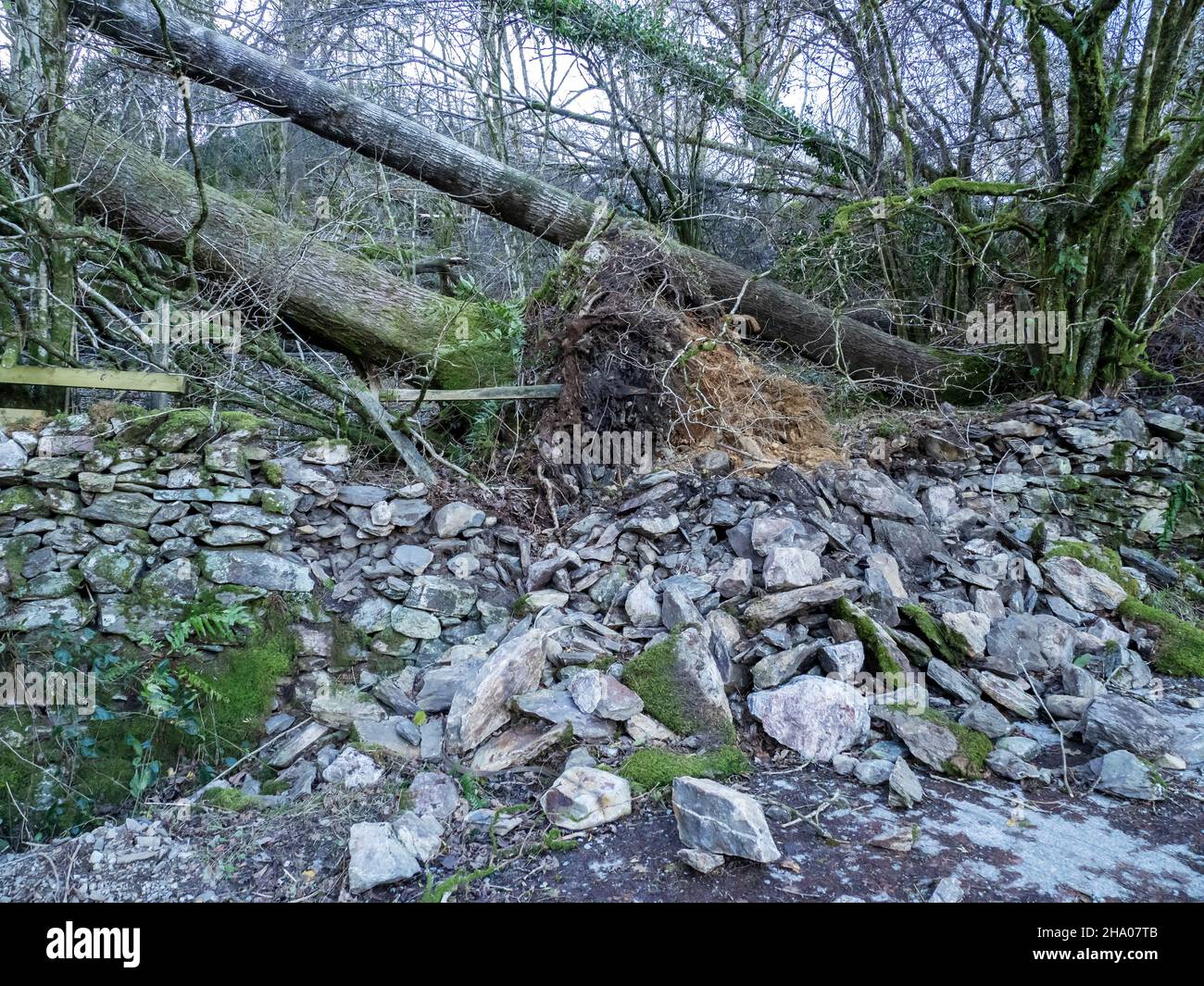 Trees in Ambleside blown over by Storm Arwen, an extrmely powerful ...