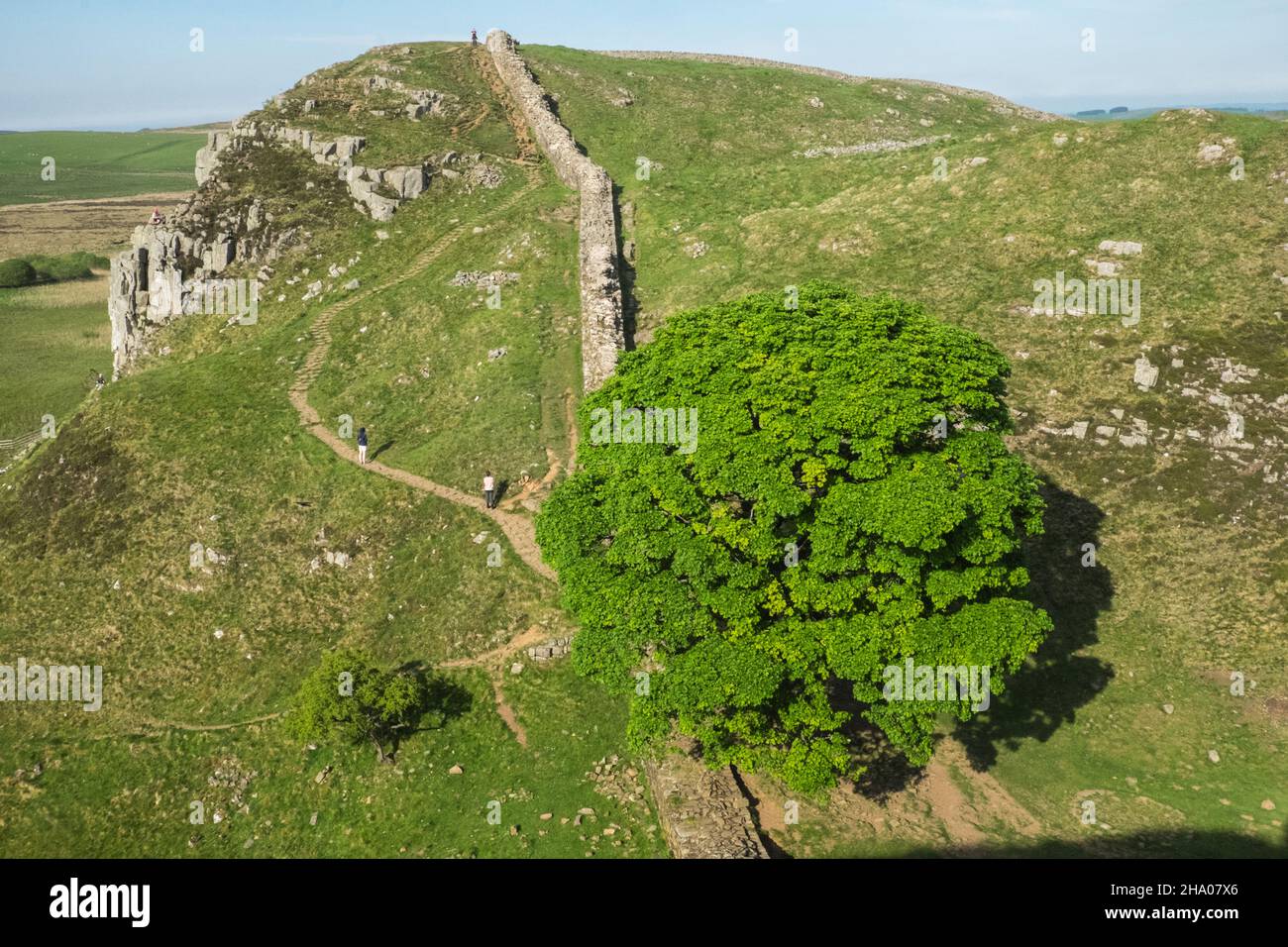 Hadrians Wall,The Sycamore Gap Tree or Robin Hood Tree is a sycamore ...