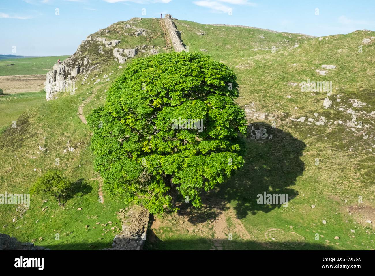 Hadrians Wall,The Sycamore Gap Tree or Robin Hood Tree is a sycamore ...
