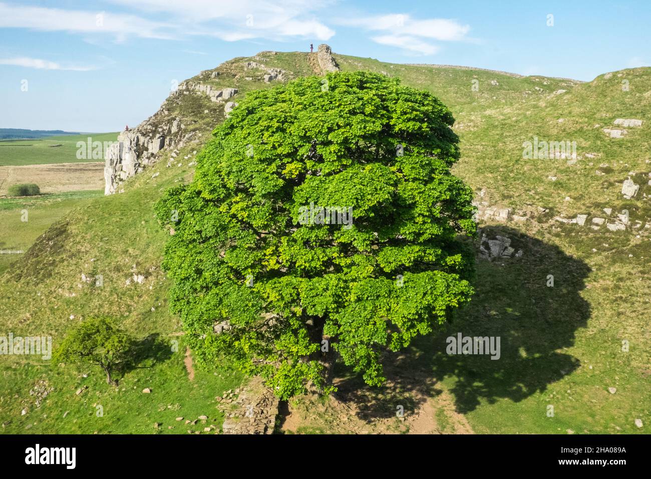 Hadrians Wall,The Sycamore Gap Tree or Robin Hood Tree is a sycamore ...