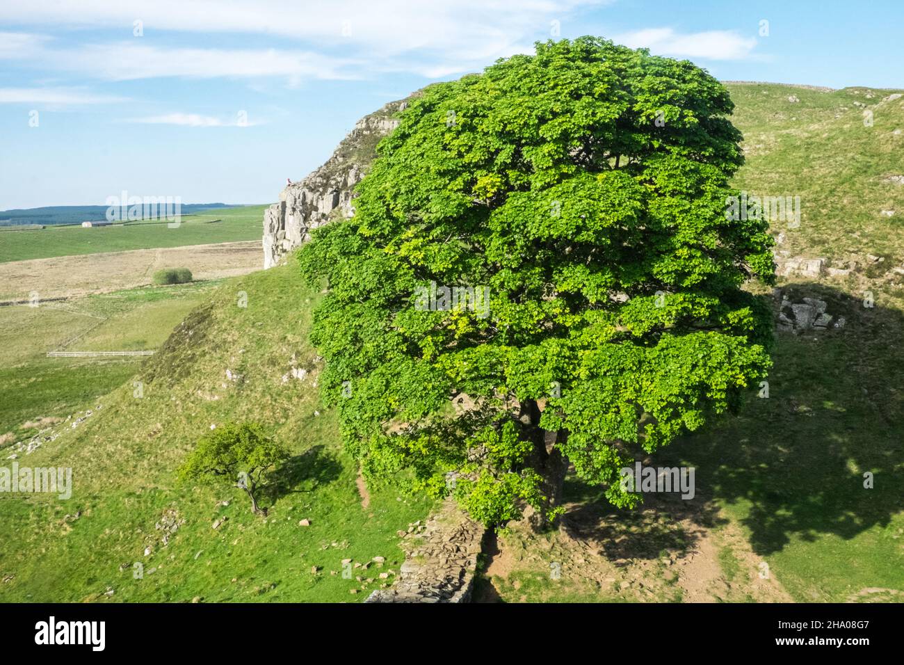 Hadrians Wall,The Sycamore Gap Tree or Robin Hood Tree is a sycamore ...