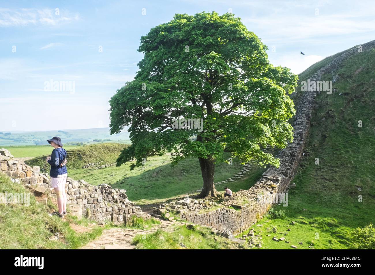 Hadrians Wall,The Sycamore Gap Tree or Robin Hood Tree is a sycamore ...