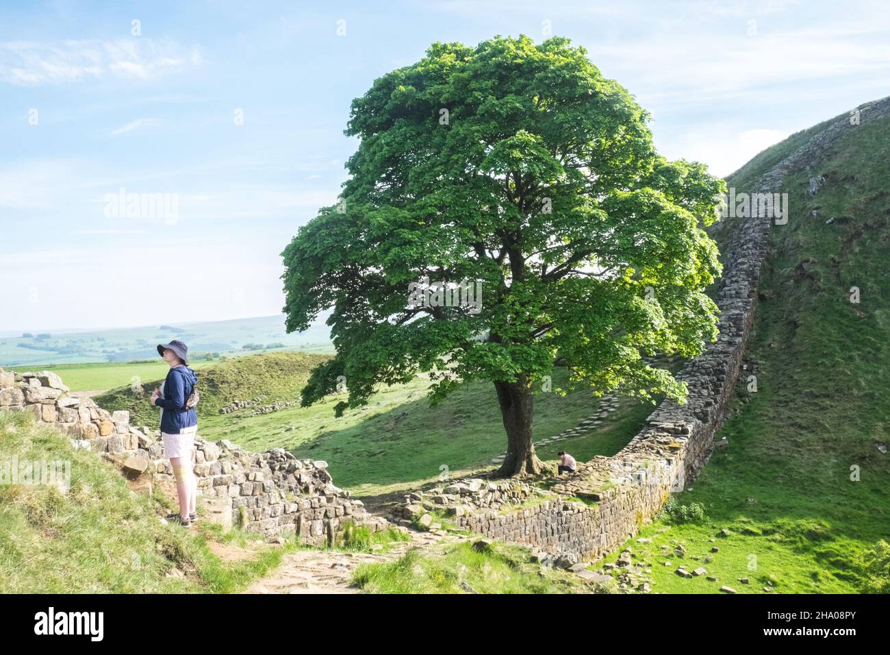Hadrians Wall,The Sycamore Gap Tree or Robin Hood Tree is a sycamore ...