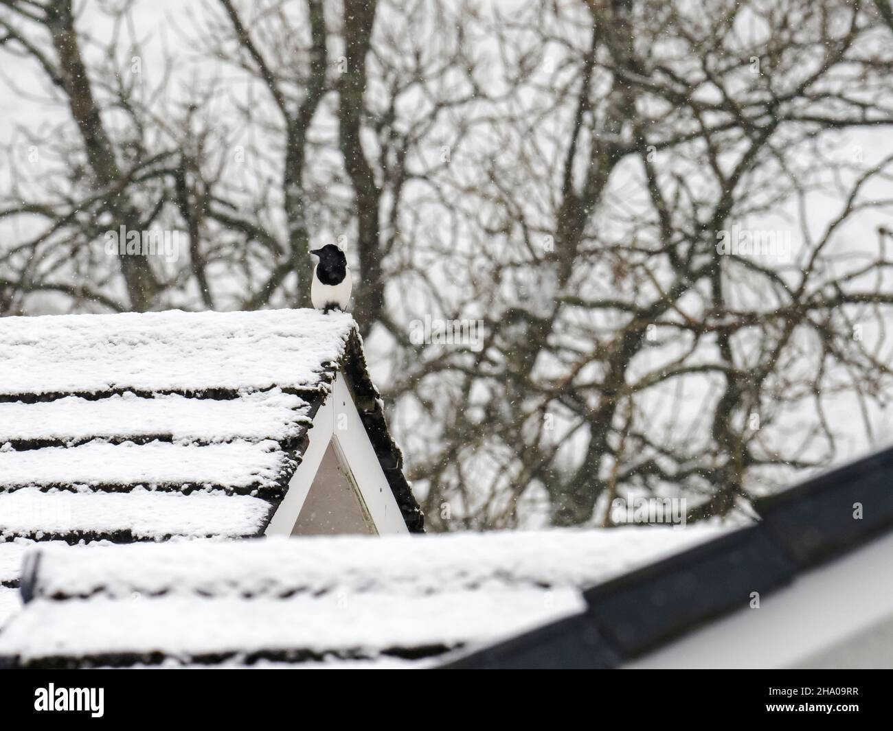 Snow falling on a Magpie, Pica pica in a garden in Ambleside, Lake ...