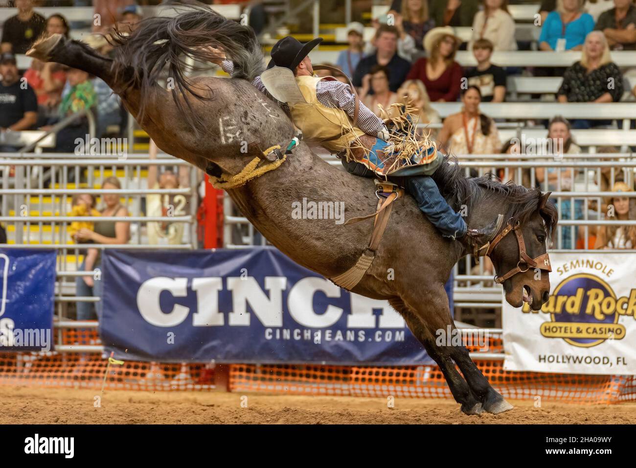 Team roping hi-res stock photography and images - Alamy