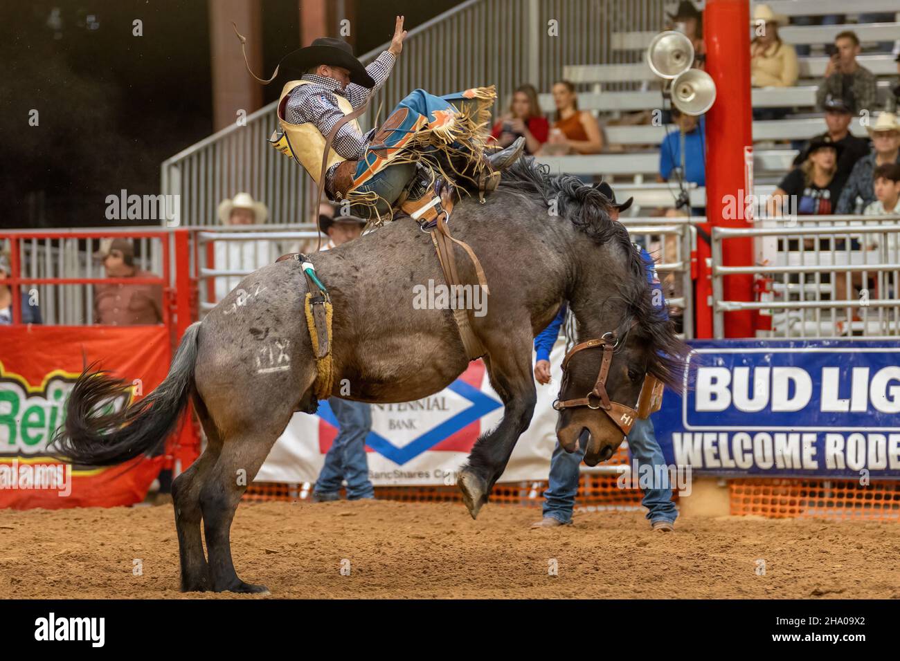 Bareback Bronc Riding High Resolution Stock Photography and Images - Alamy