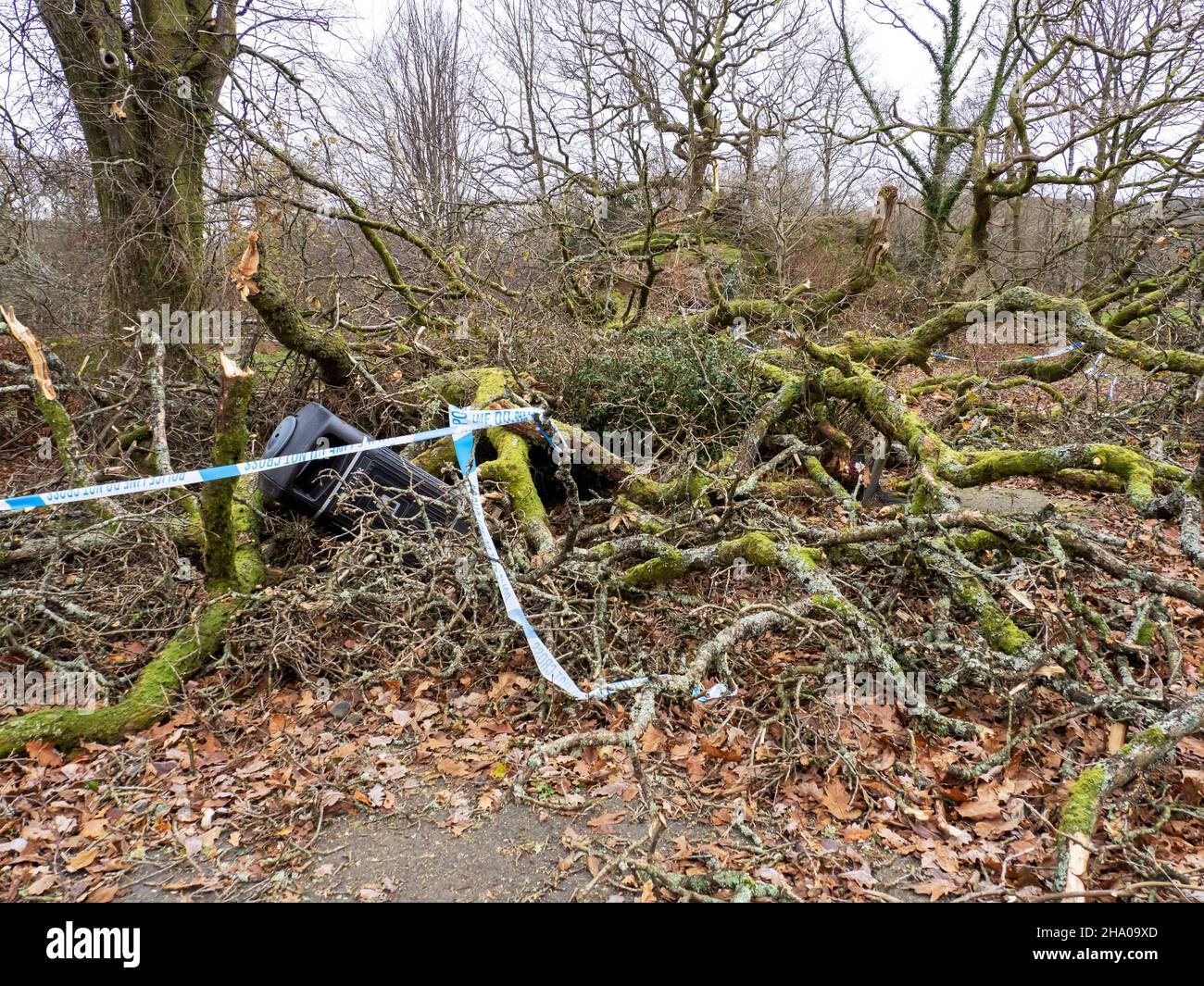 A tree in Ambleside park blown over by Storm Arwen, an extrmely ...