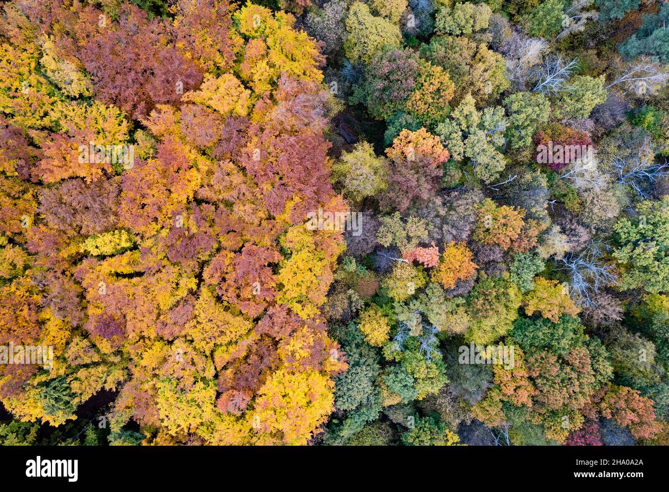 Aerial view orange trees plantation hi-res stock photography and images ...