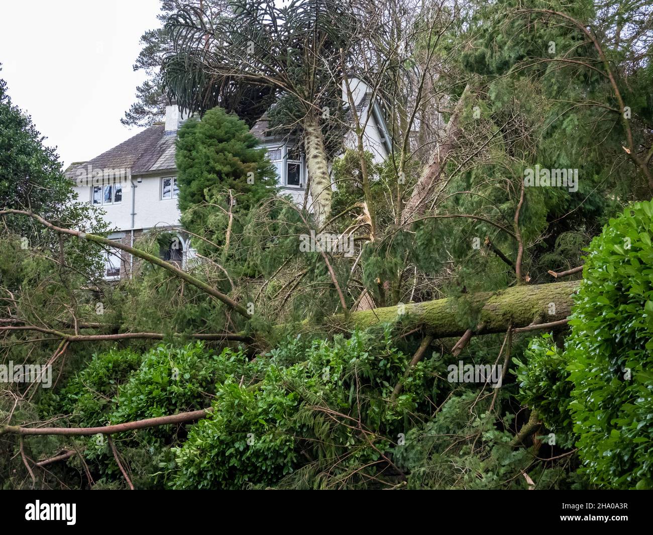 A Monkey Puzzle tree blown onto a house in Ambleside by Storm Arwen, an ...