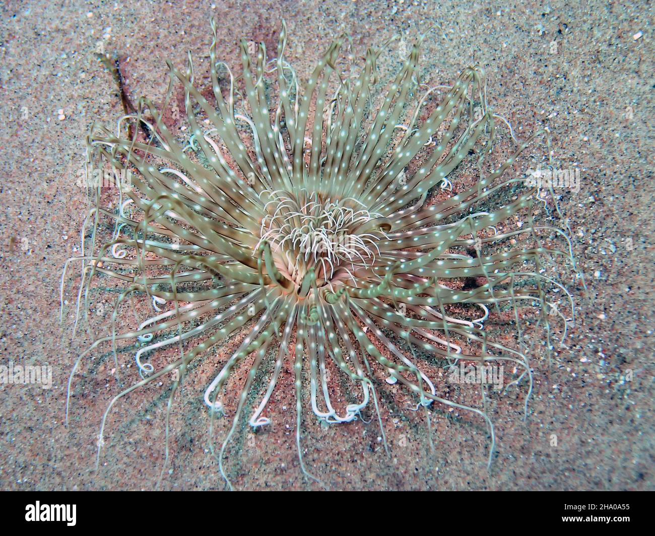 A Tube Anemone (Cerianthidae) in the Red Sea, Egypt Stock Photo - Alamy