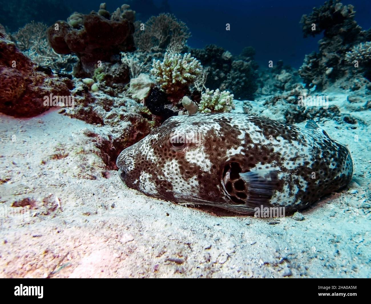 A Starry Puffer (Arothron stellatus) in the Red Sea, Egypt Stock Photo ...
