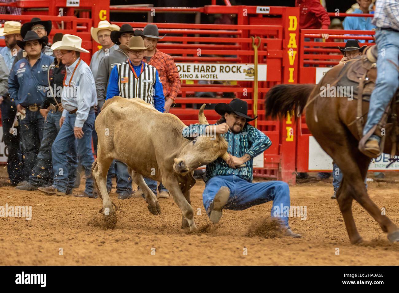 Steer Wrestling seen on Southeastern Circuit Finals Rodeo during the ...