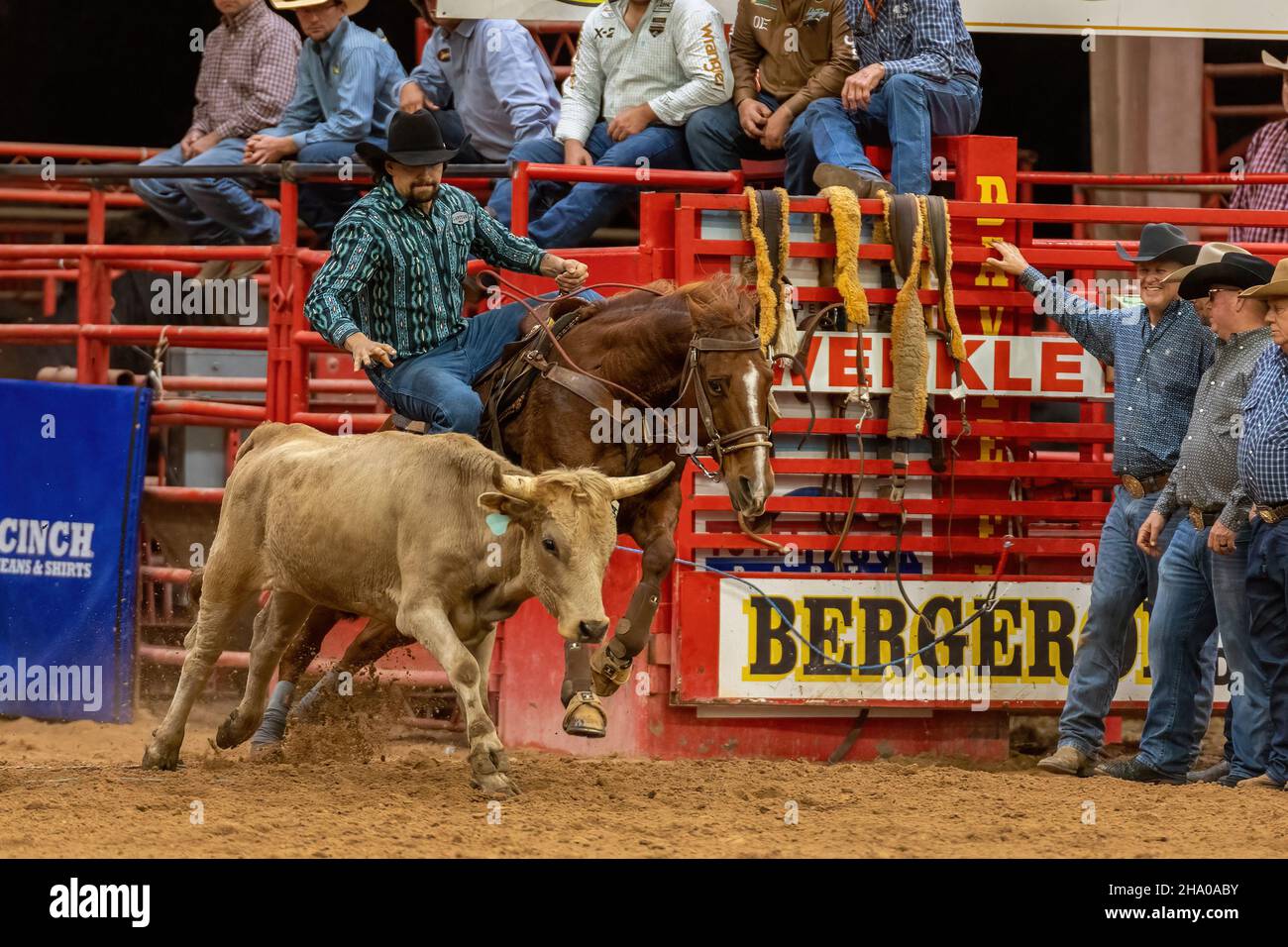 Steer Wrestling seen on Southeastern Circuit Finals Rodeo during the ...
