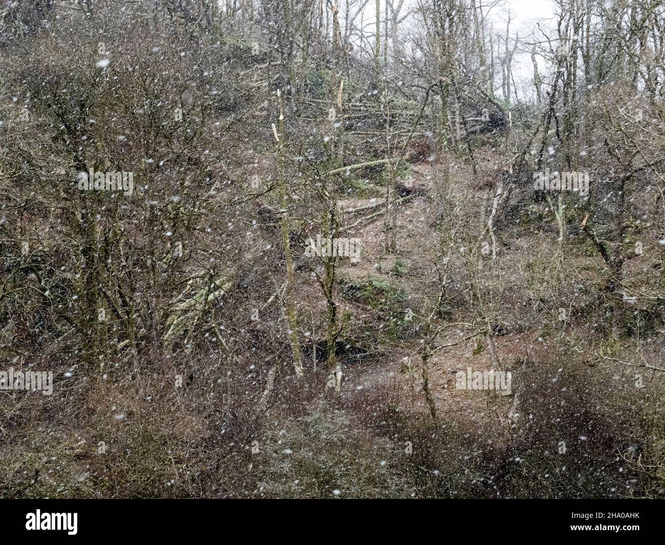 Trees seen through snow in Ambleside blown over in woodland by Storm ...