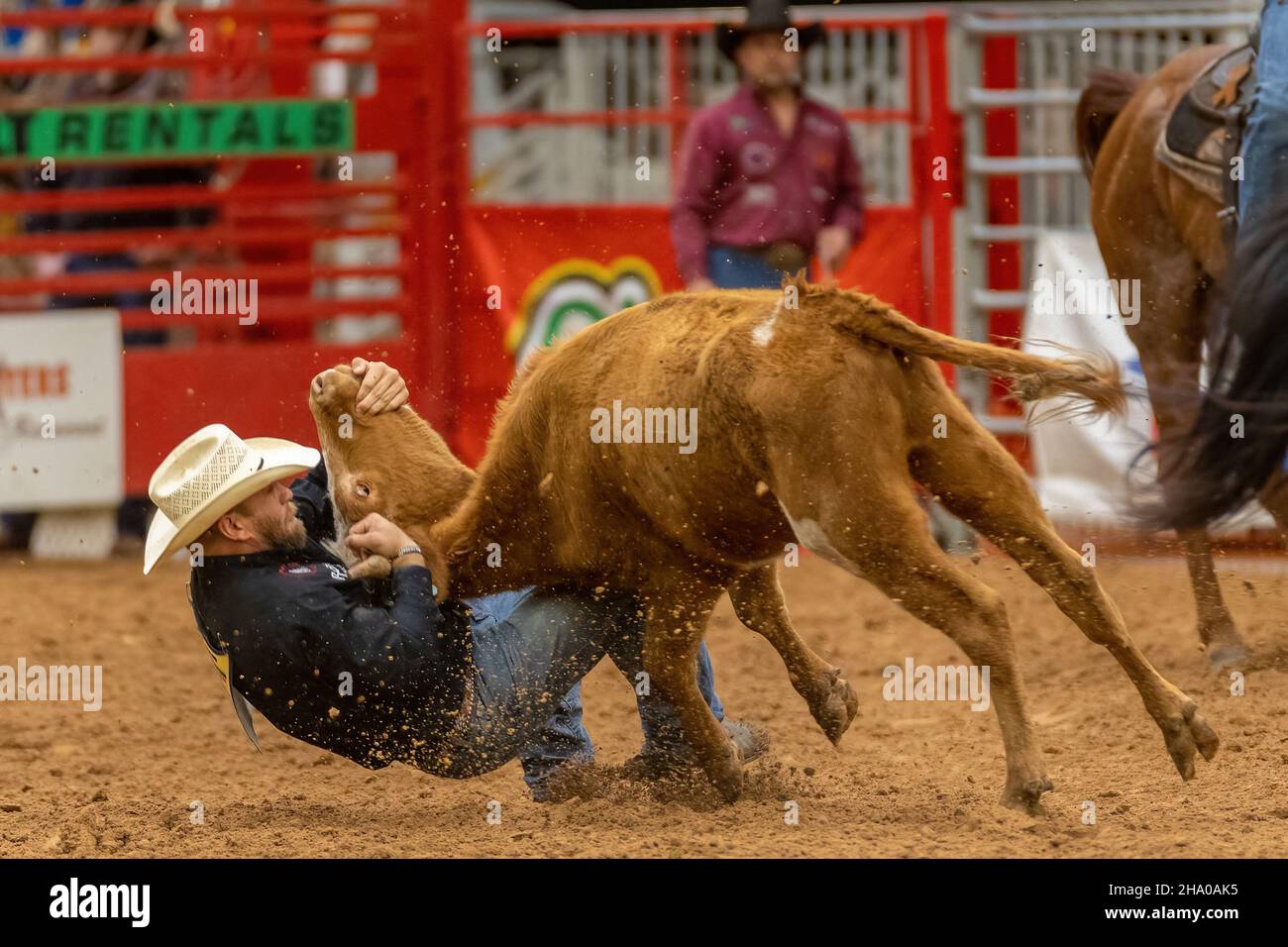 Steer Wrestling seen on Southeastern Circuit Finals Rodeo during the ...