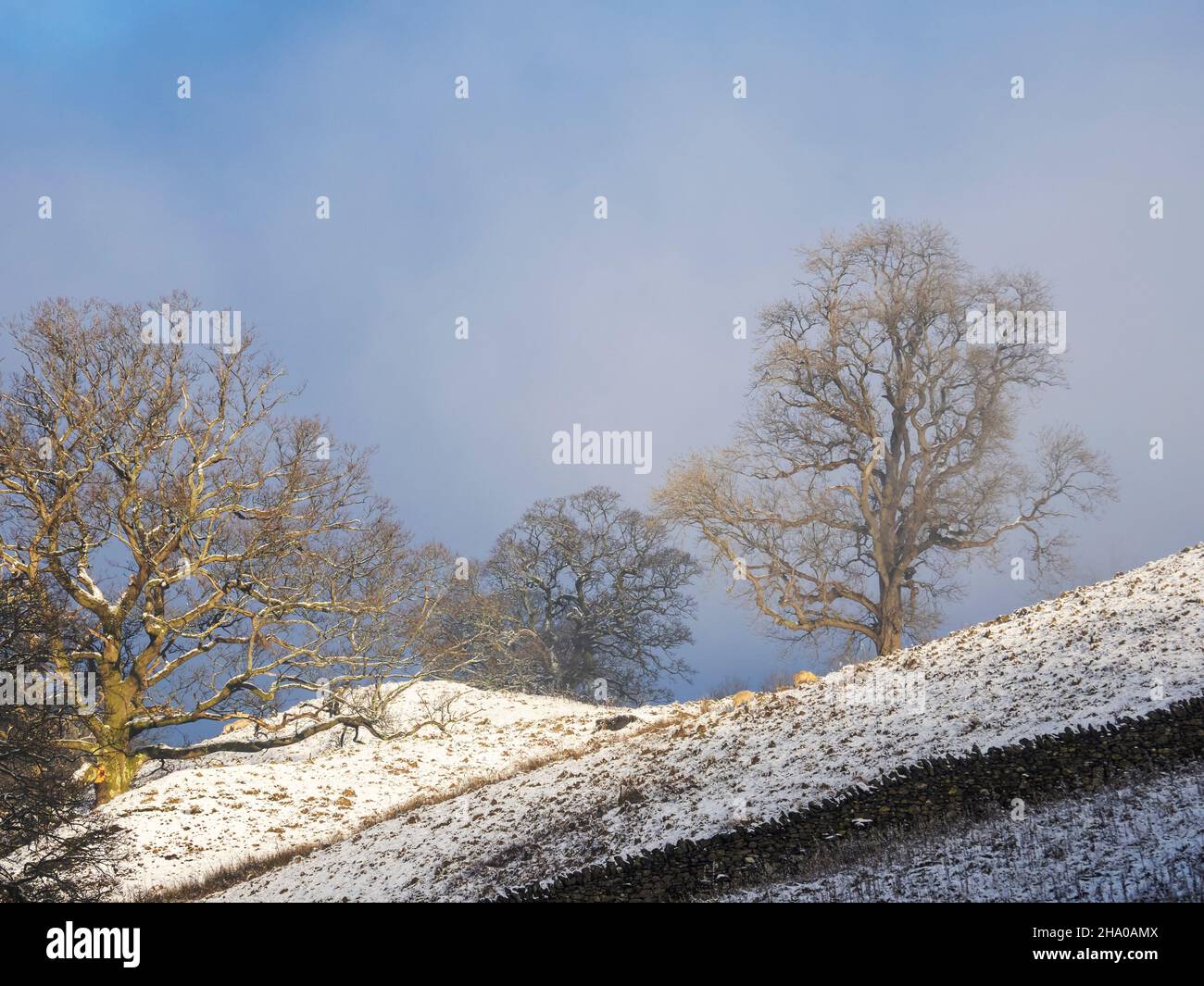Mist clearing over trees on Wansfell, Ambleside, Lake District, UK ...