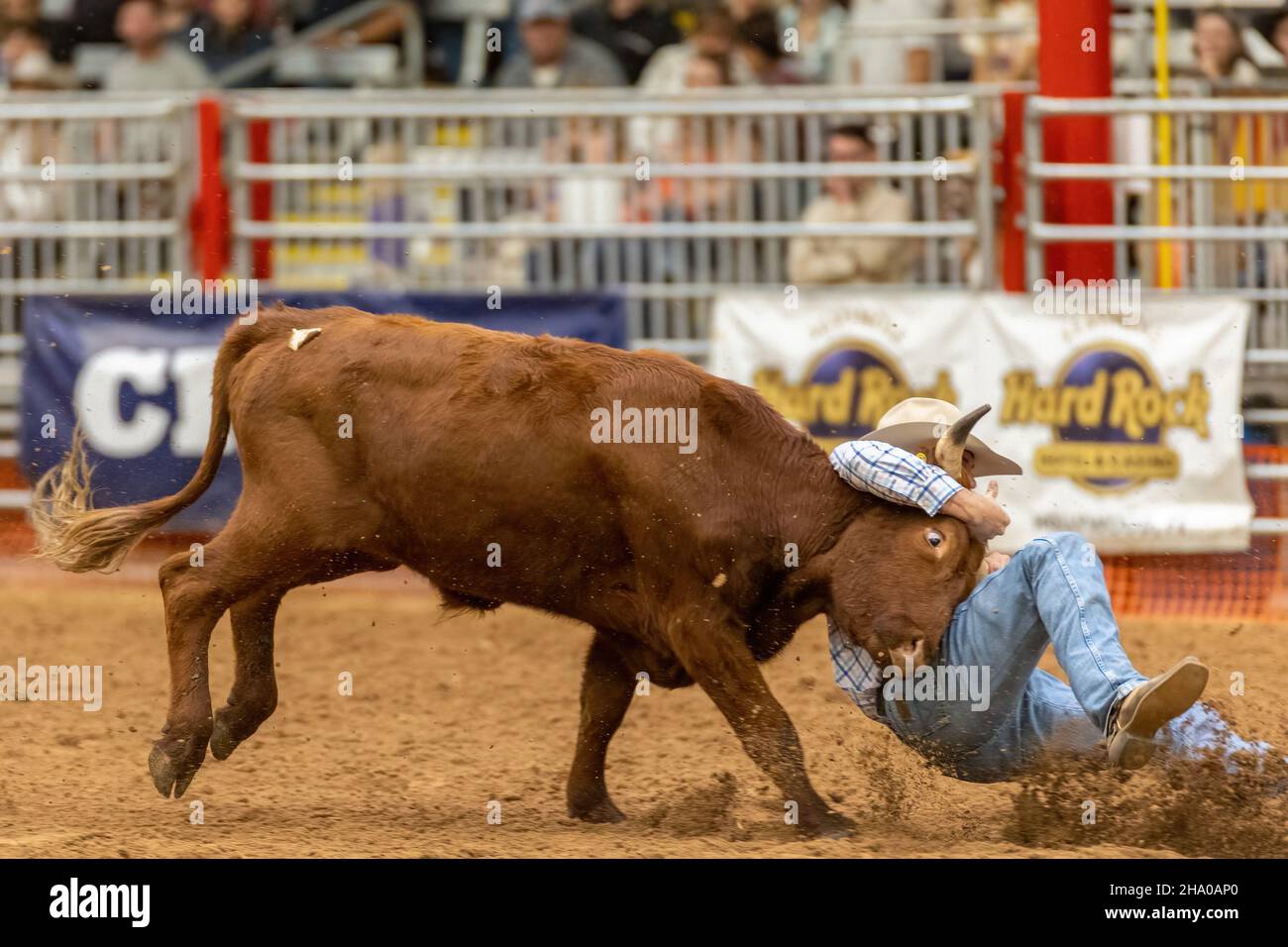 Steer Wrestling seen on Southeastern Circuit Finals Rodeo during the ...