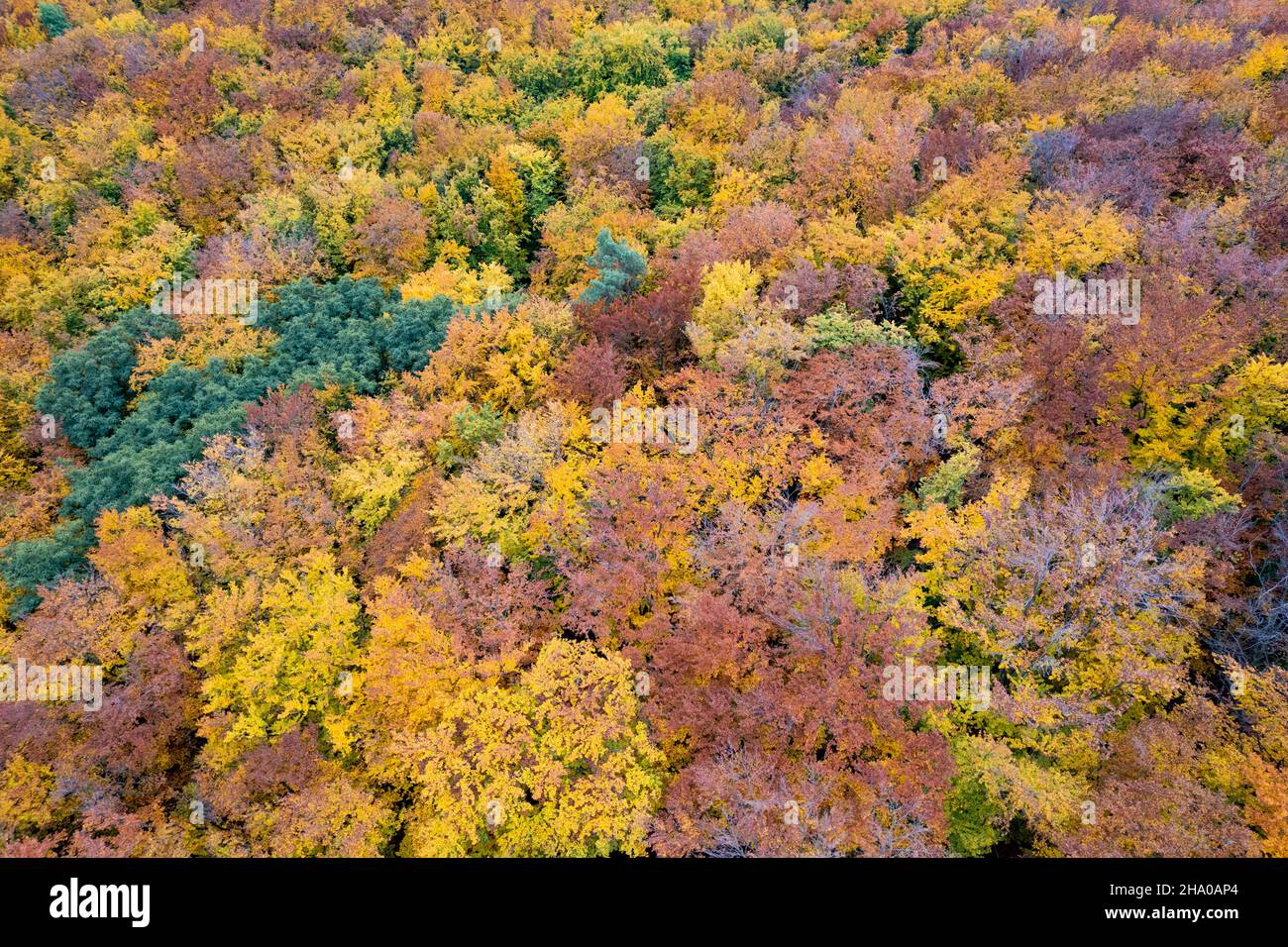 Seamless forest hi-res stock photography and images - Alamy