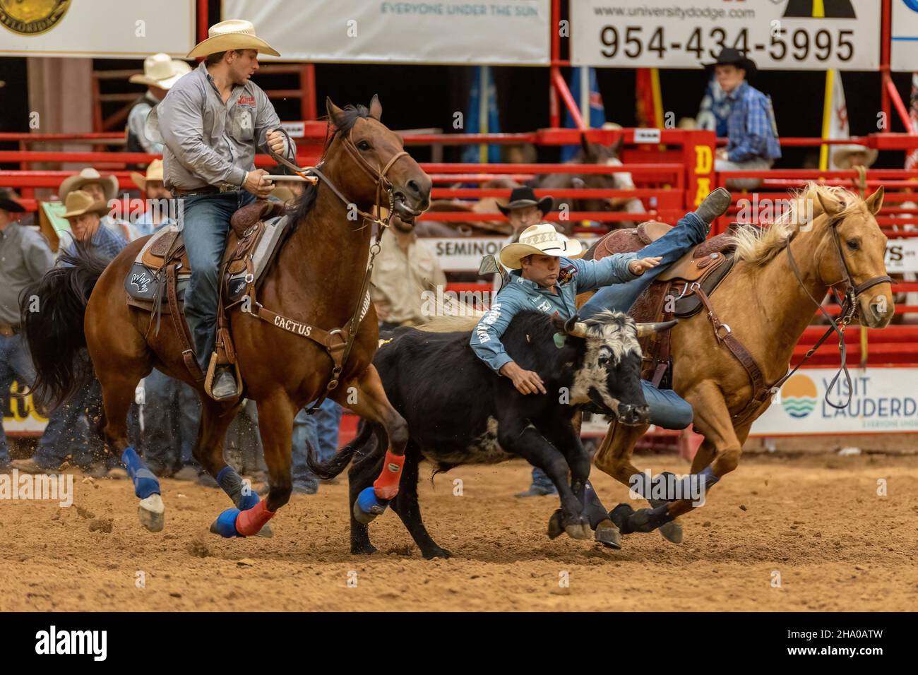 Steer Wrestling seen on Southeastern Circuit Finals Rodeo during the ...