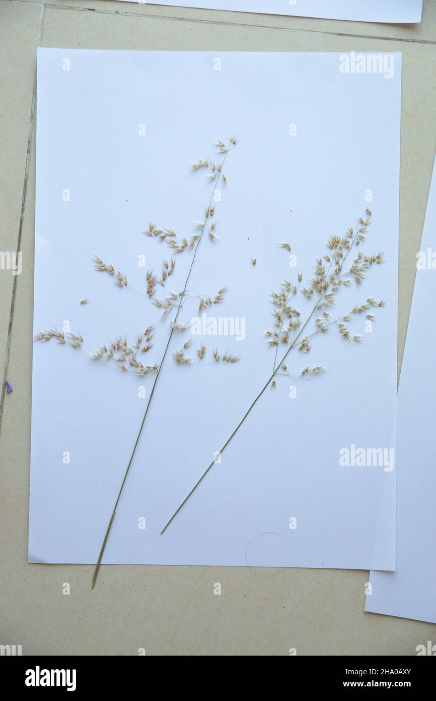 Two dry delicate flowers isolated on white Stock Photo - Alamy