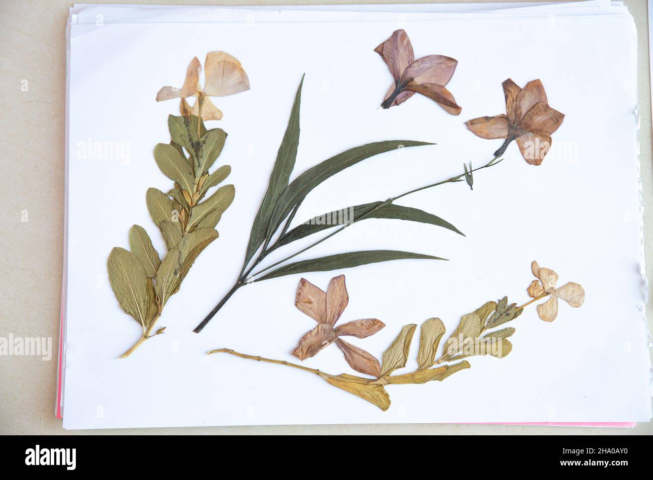 many dry delicate flowers isolated on white Stock Photo - Alamy