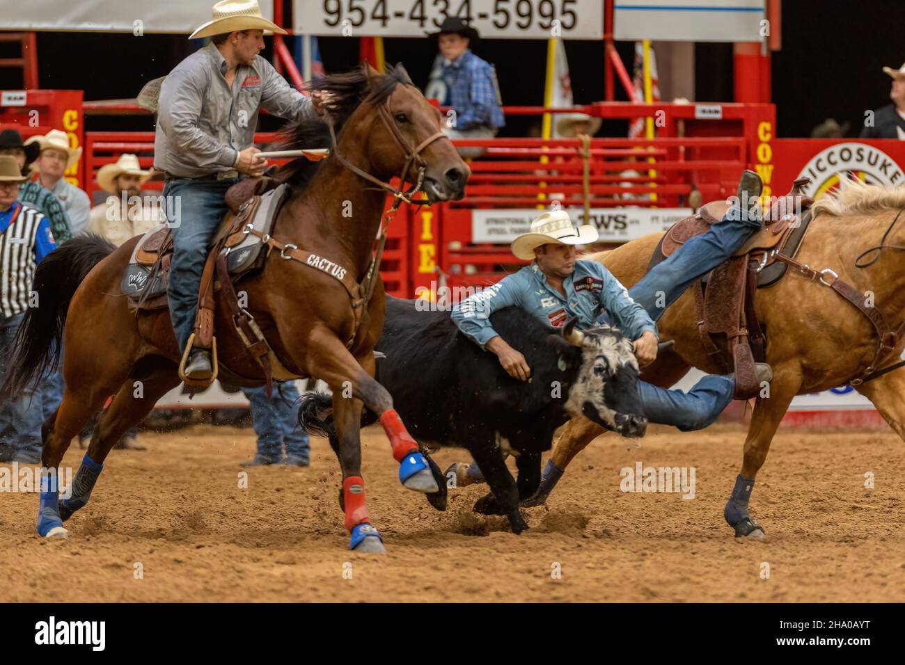 Steer Wrestling seen on Southeastern Circuit Finals Rodeo during the ...