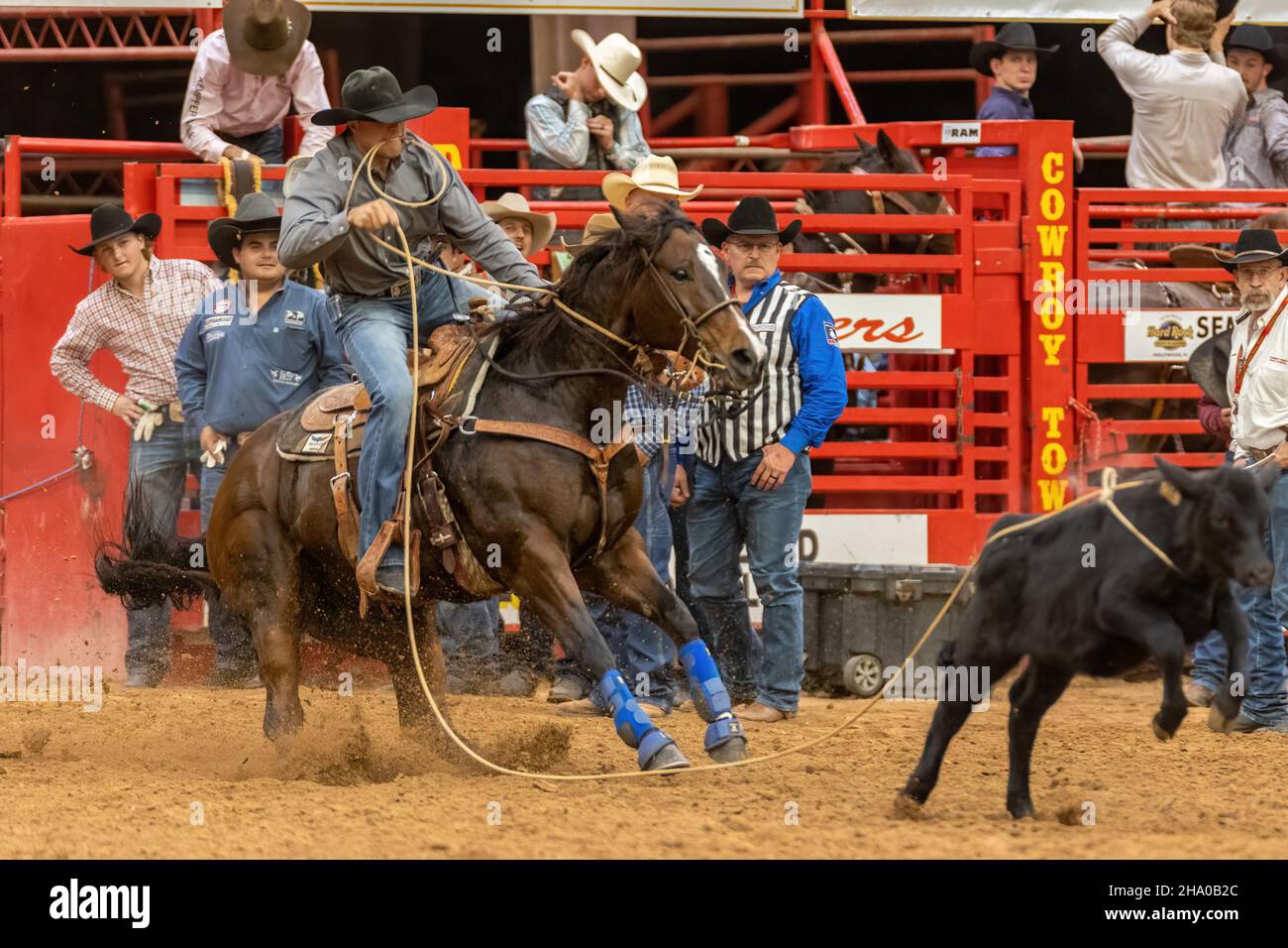 Tie-down Roping seen on Southeastern Circuit Finals Rodeo during the ...